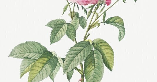 Agatha prolifère rose de Pierre Joseph Redouté - Reproduction gravure