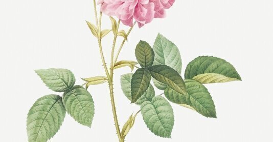 Agathe Royale rose de Pierre Joseph Redouté - Reproduction gravure