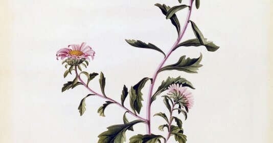 Aster de Georg Dionysius Ehret - Reproduction d'art haut de gamme