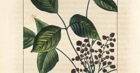 Liane toxique - Sumac vénéneux de Pierre Jean Francois Turpin ...