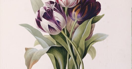 Tulips de Pierre Joseph Redouté - Reproduction d'art haut de gamme