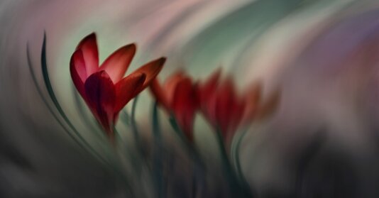 Krokus de Doris Reindl - Photographie d'art