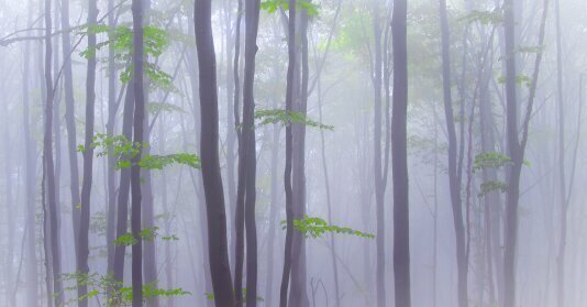 Misty de Michel Manzoni - Photographie d'art